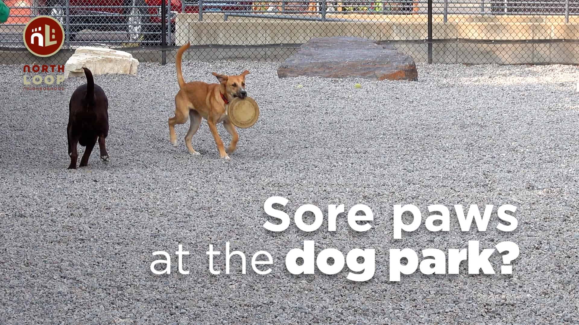 Help Us Upgrade The Dog Park - North Loop Neighborhood Association