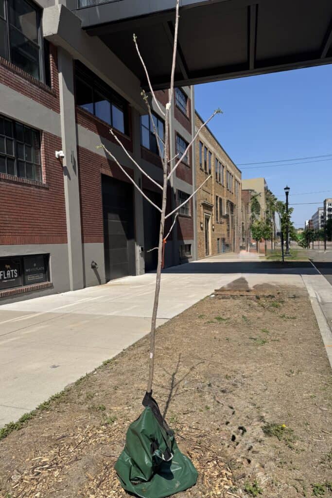 Newly-Planted North Loop Trees Need Someone To Water Them - North Loop ...