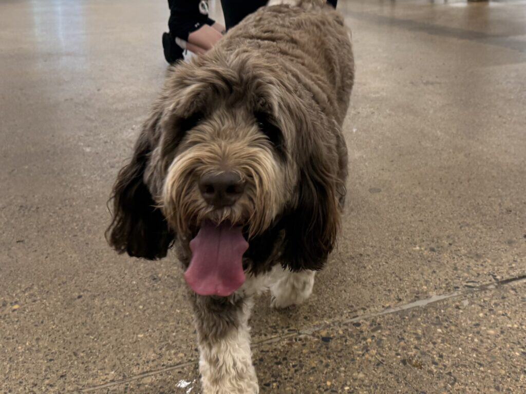 Unleashed Hounds and Hops Among Best Dog Bars in the USA - North Loop ...