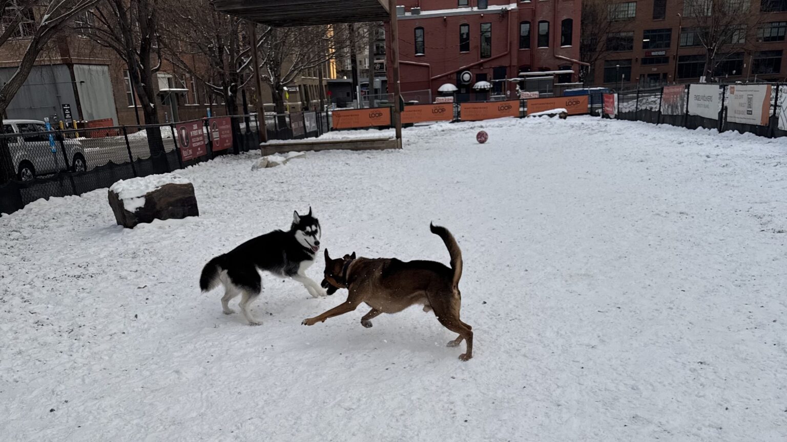 Your North Loop Dog Park Questions, Answered - North Loop Neighborhood ...