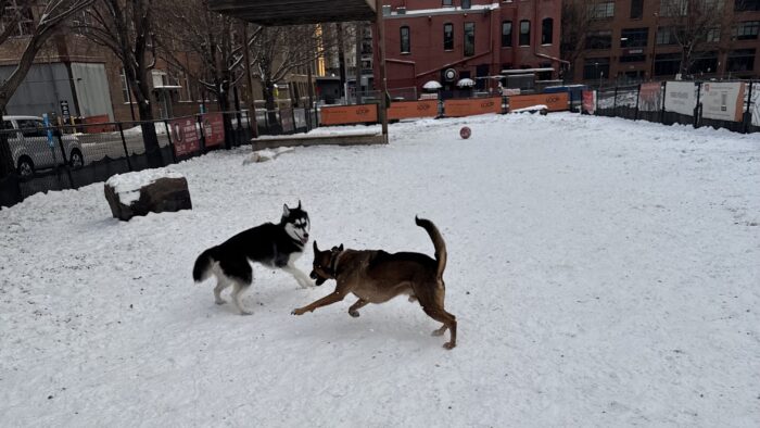 Your North Loop Dog Park Questions, Answered - North Loop Neighborhood ...